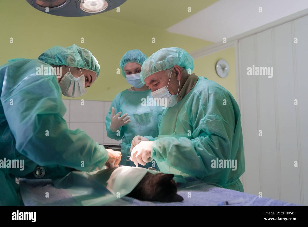 Real abdominal surgery on a cat in a hospital setting Stock Photo - Alamy