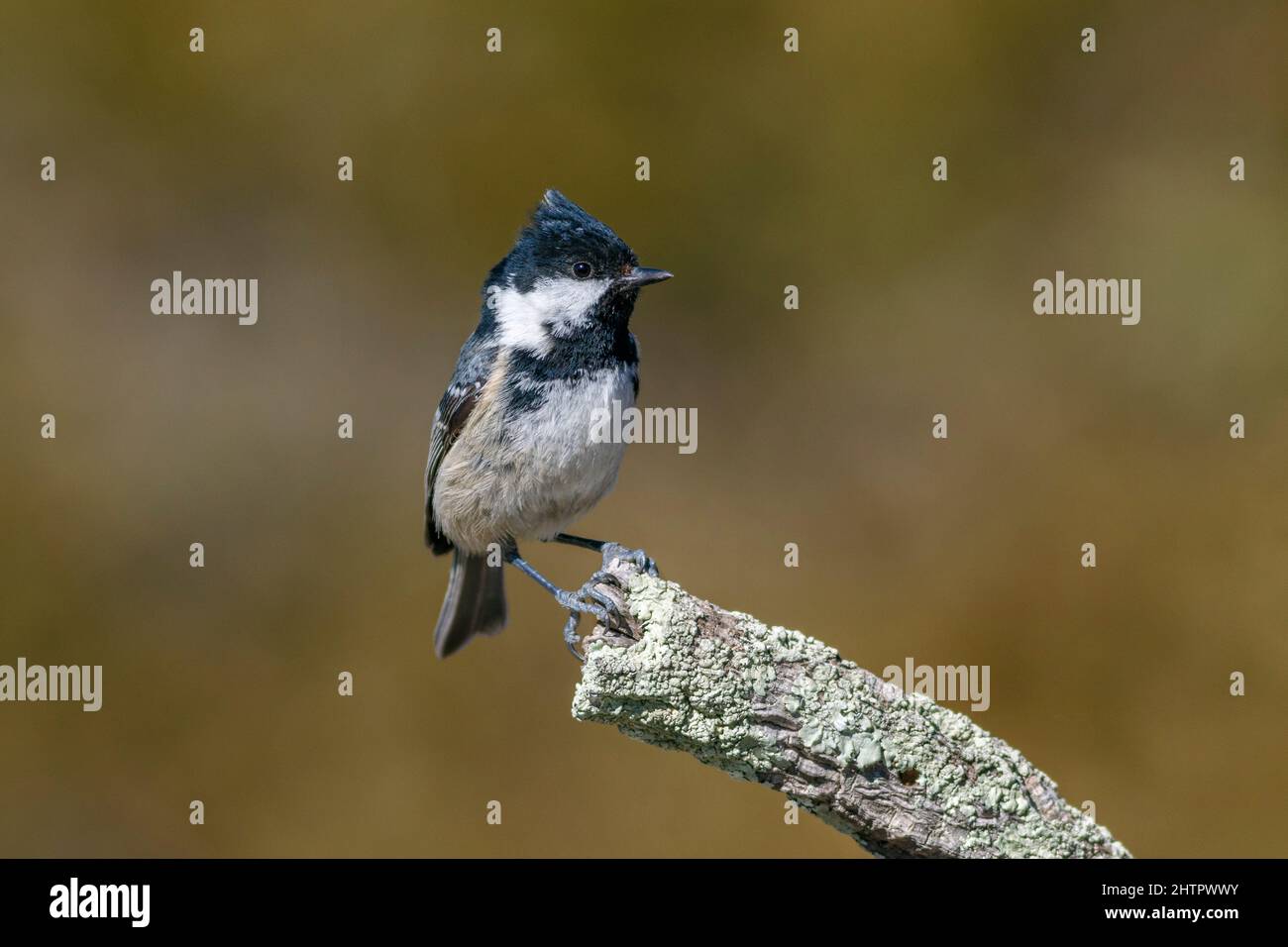 Coal tit (Periparus ater Stock Photo - Alamy