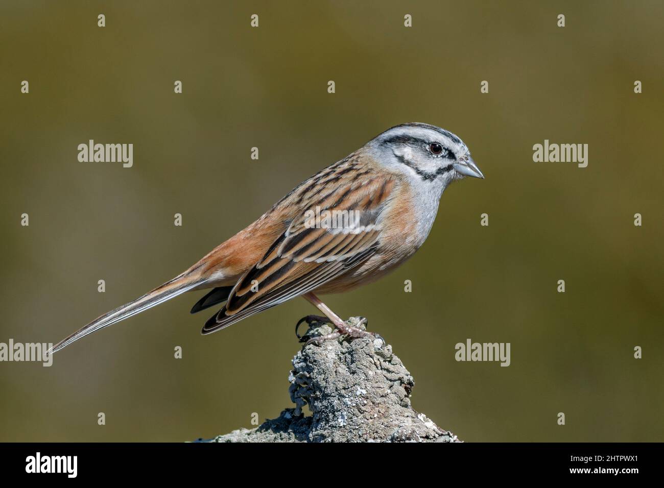 Rock bunting hi-res stock photography and images - Alamy