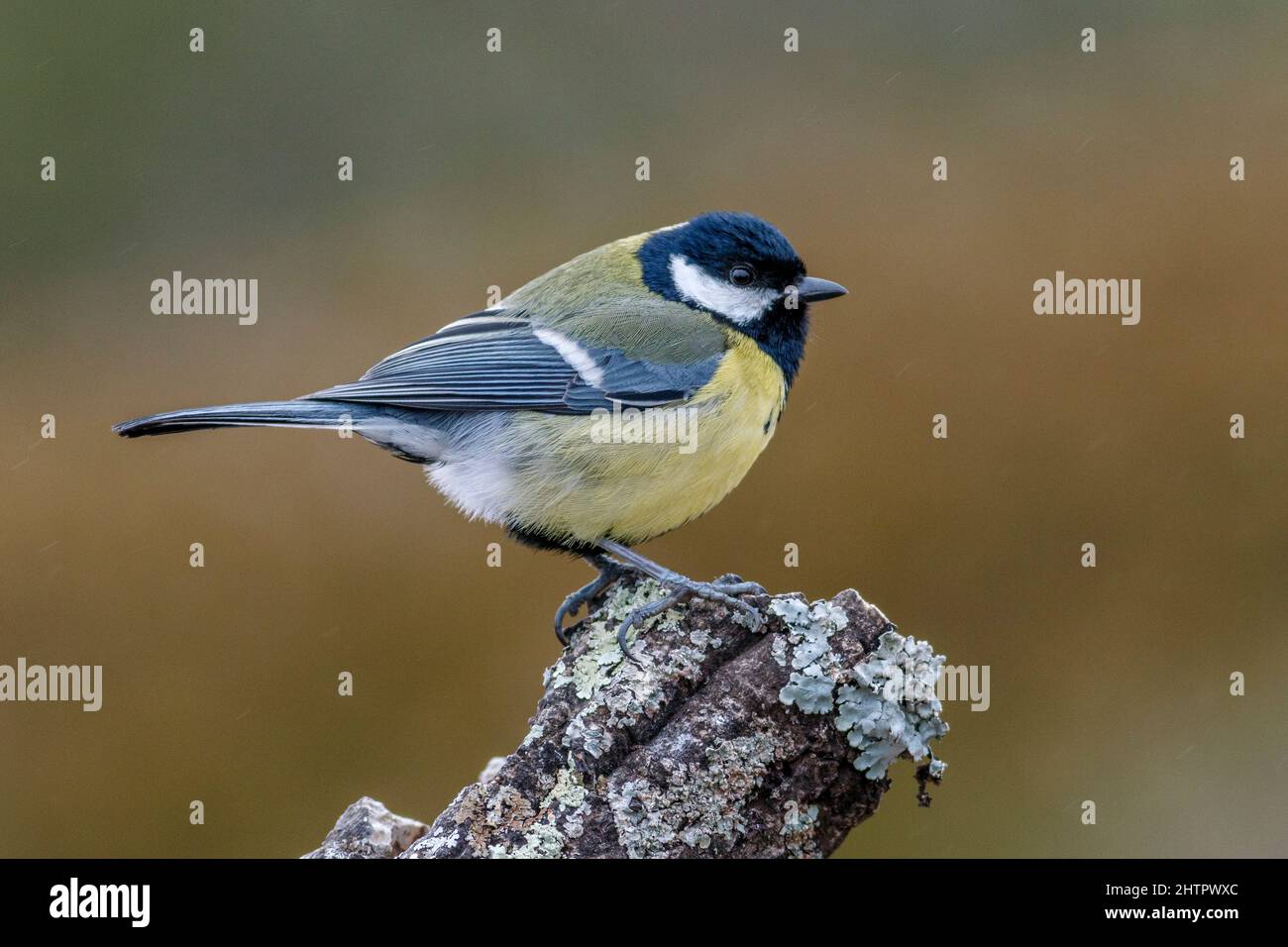 Great tit (Parus major Stock Photo - Alamy