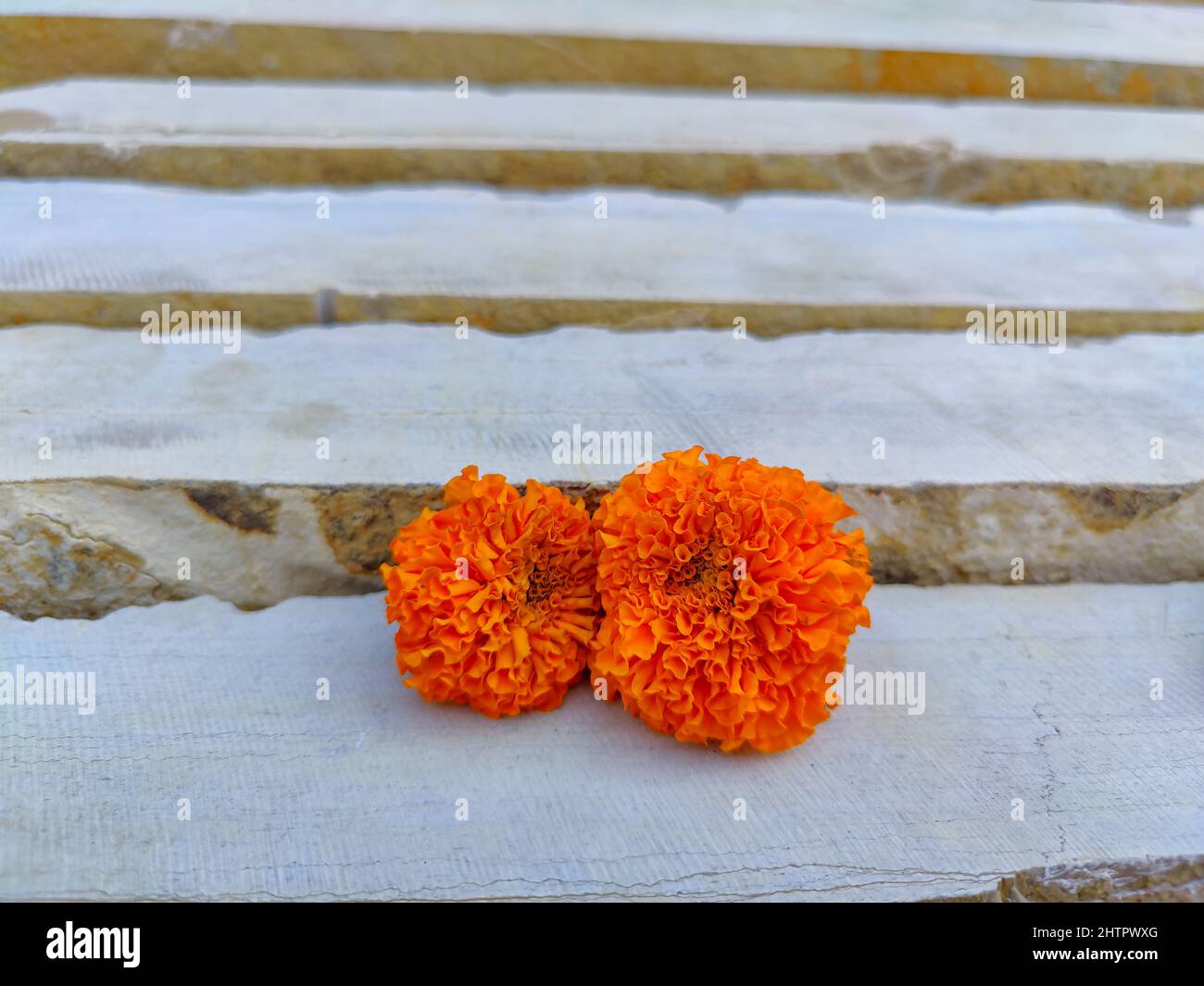 Two fresh orange marigold hi-res stock photography and images - Alamy