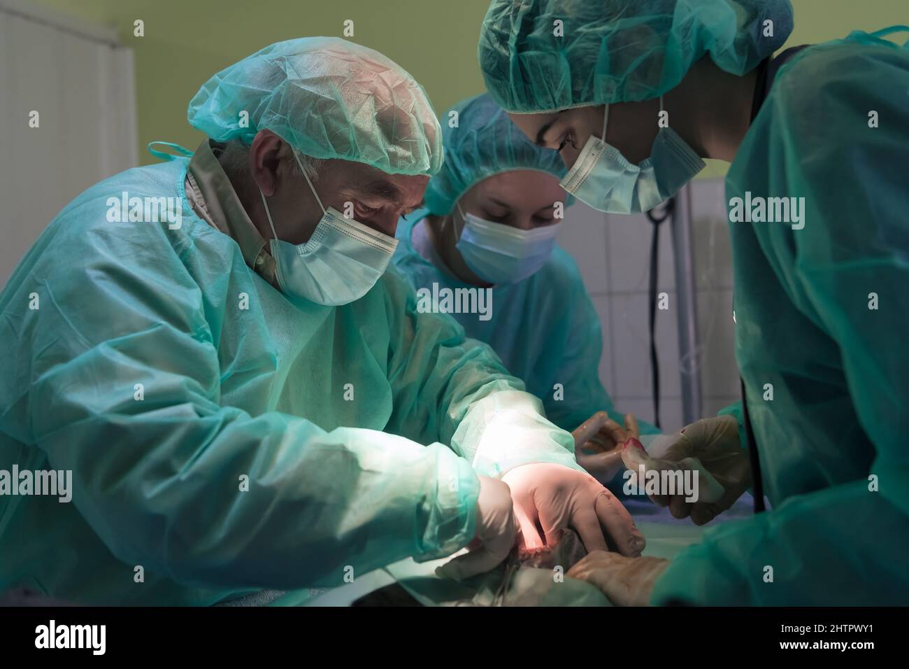 Real abdominal surgery on a cat in a hospital setting Stock Photo - Alamy