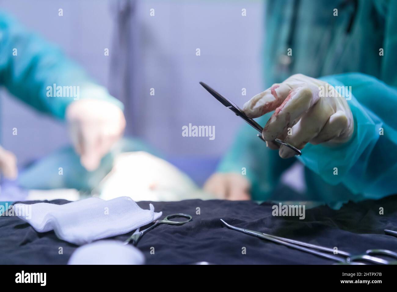 Real abdominal surgery on a cat in a hospital setting Stock Photo - Alamy