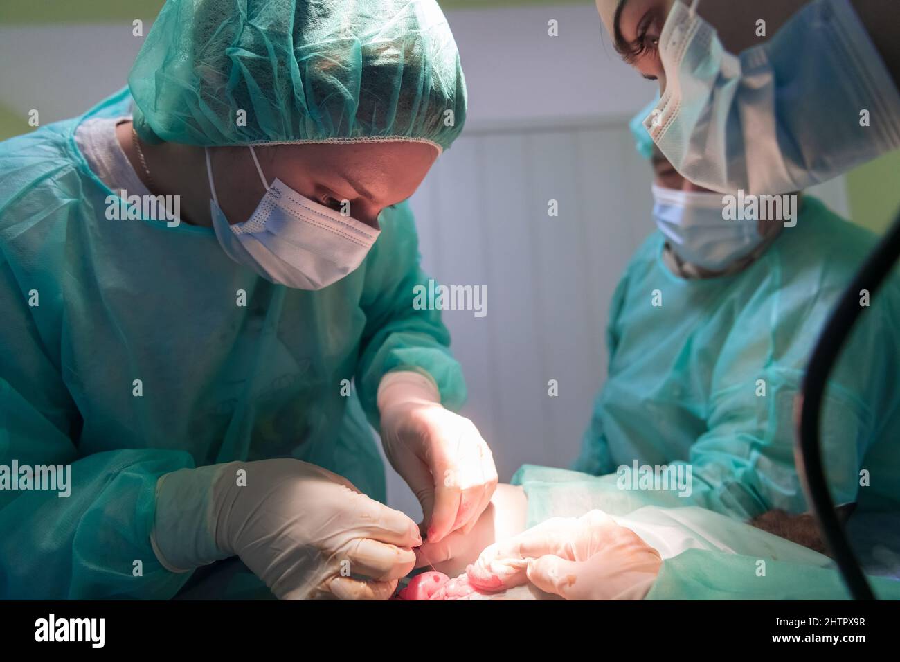 Real abdominal surgery on a cat in a hospital setting Stock Photo - Alamy