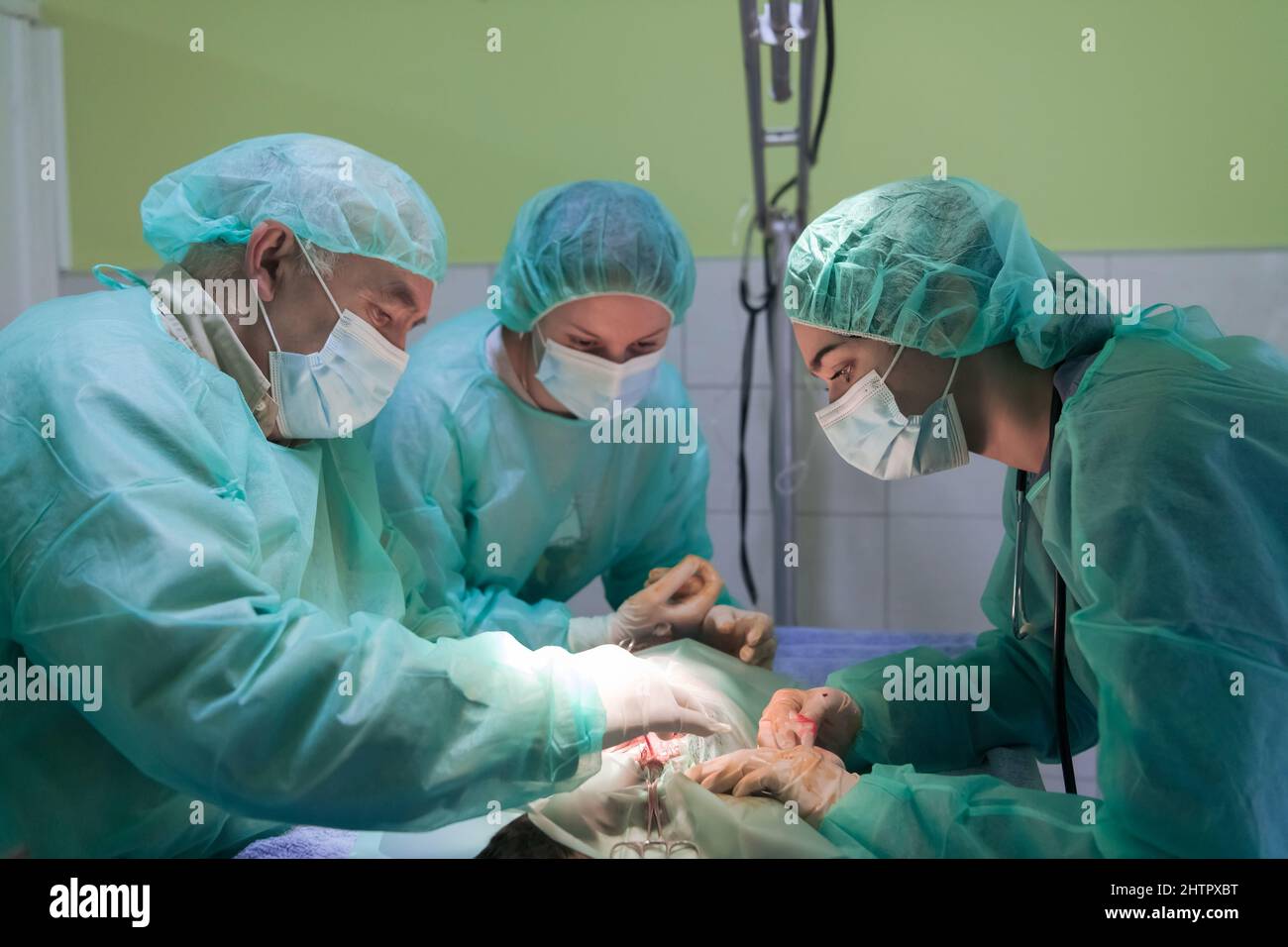 Real abdominal surgery on a cat in a hospital setting Stock Photo - Alamy