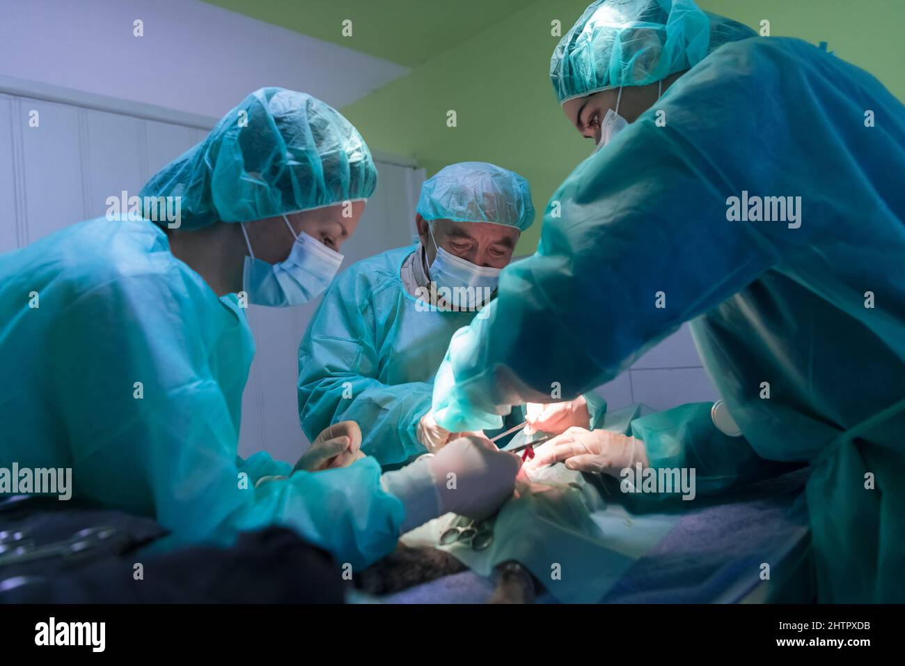 Real abdominal surgery on a cat in a hospital setting Stock Photo - Alamy