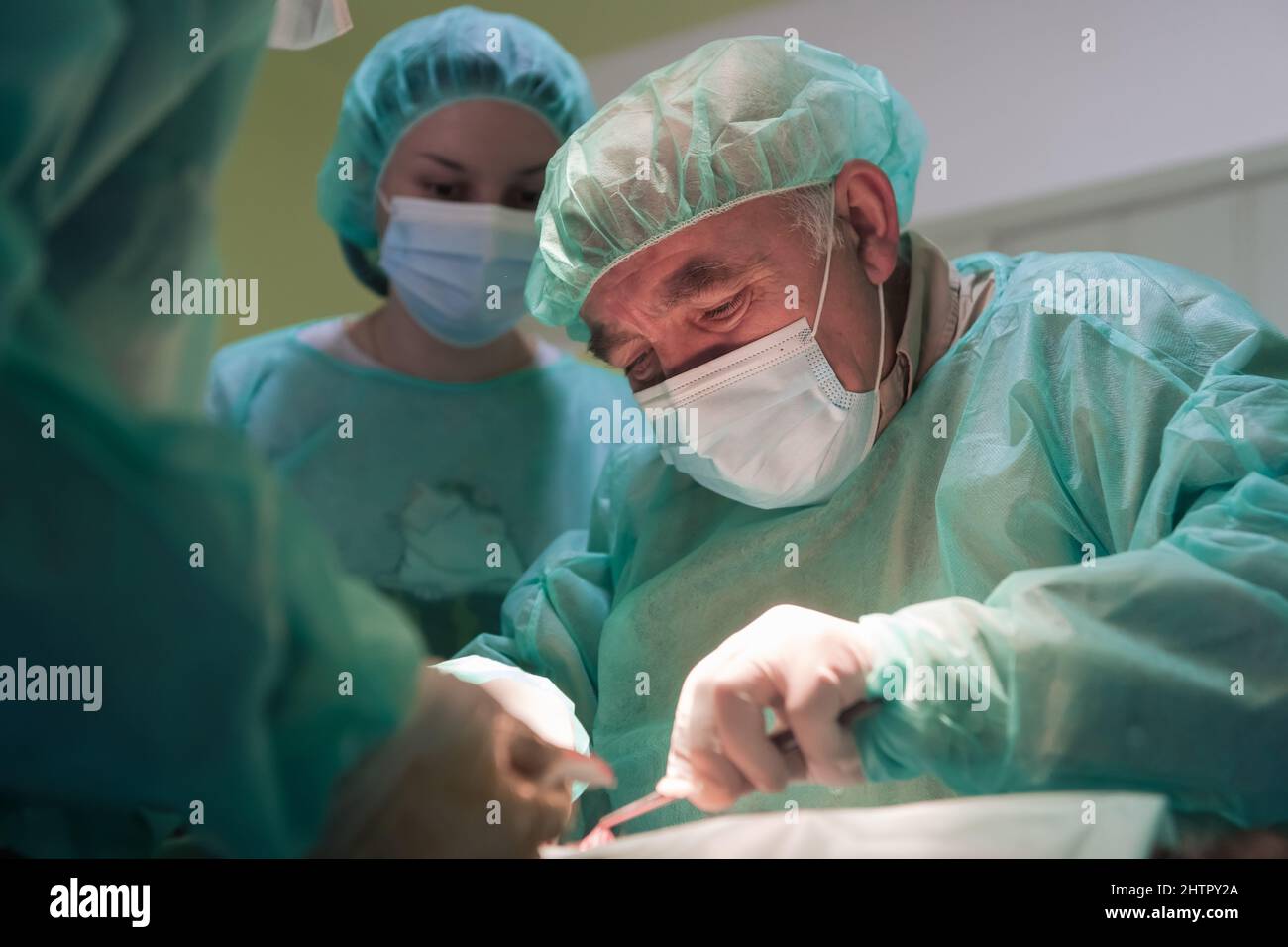 Real abdominal surgery on a cat in a hospital setting Stock Photo - Alamy