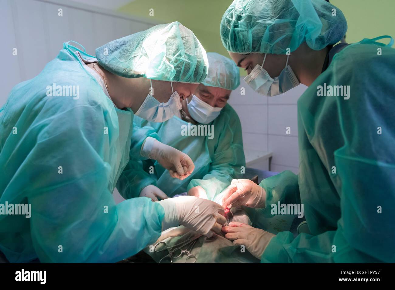 Real abdominal surgery on a cat in a hospital setting Stock Photo - Alamy