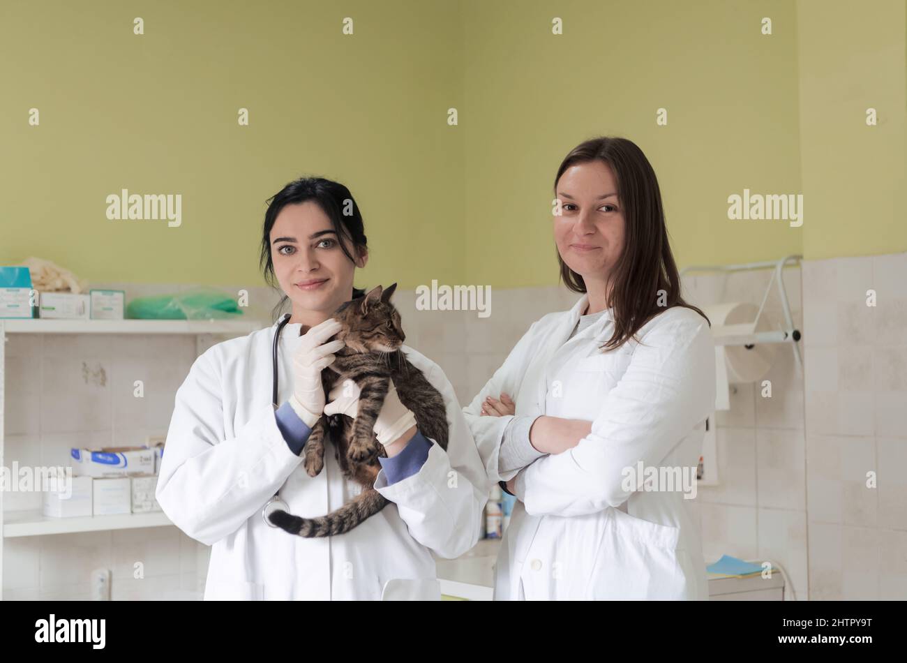 Veterinary team for treating sick cats, Maintain animal health Concept ...