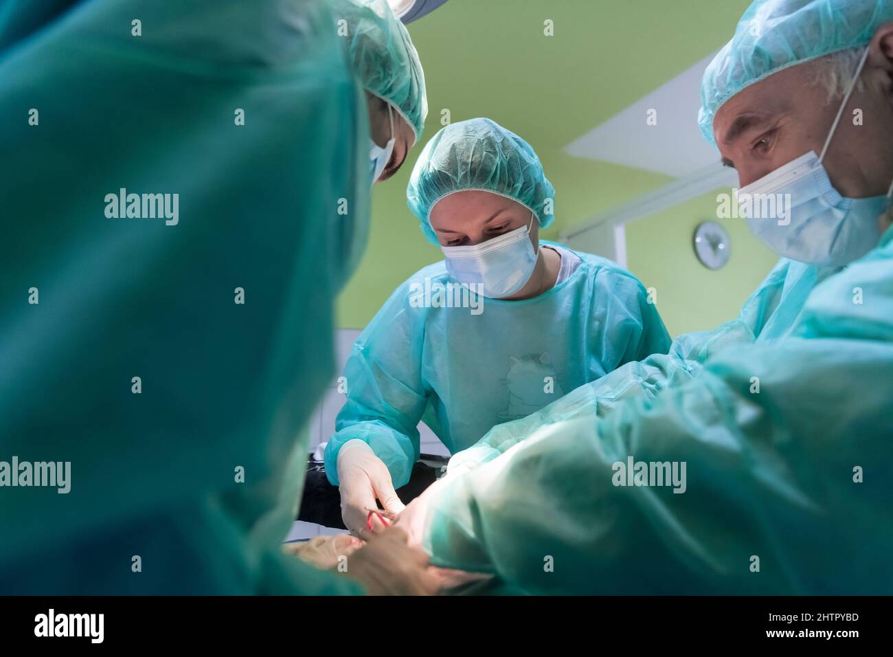 Real abdominal surgery on a cat in a hospital setting Stock Photo - Alamy