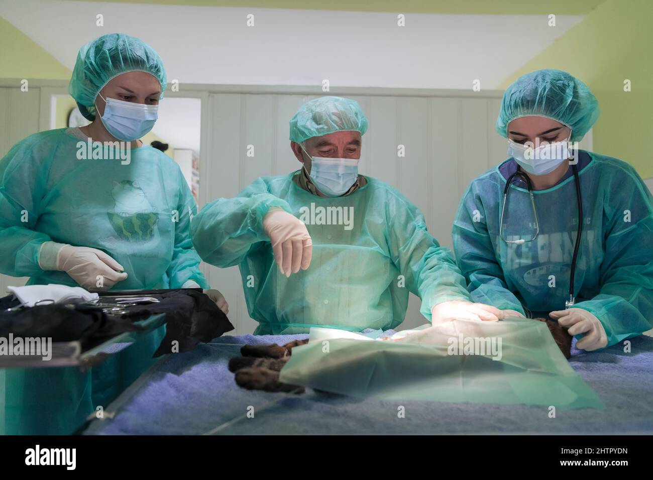 Real abdominal surgery on a cat in a hospital setting Stock Photo - Alamy