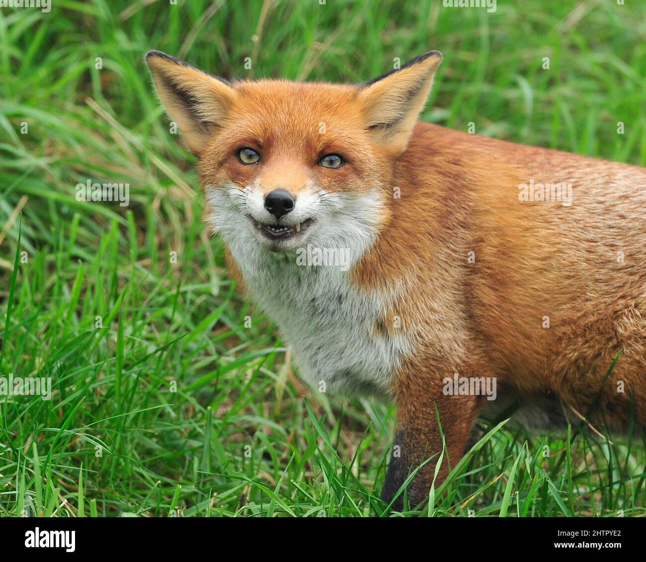 Red fox vulpes female standing hi-res stock photography and images - Alamy