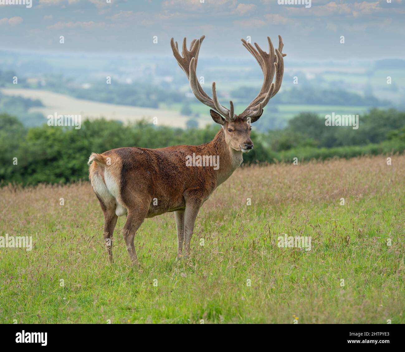 large red stag ,Cervus Alaphus Stock Photo - Alamy