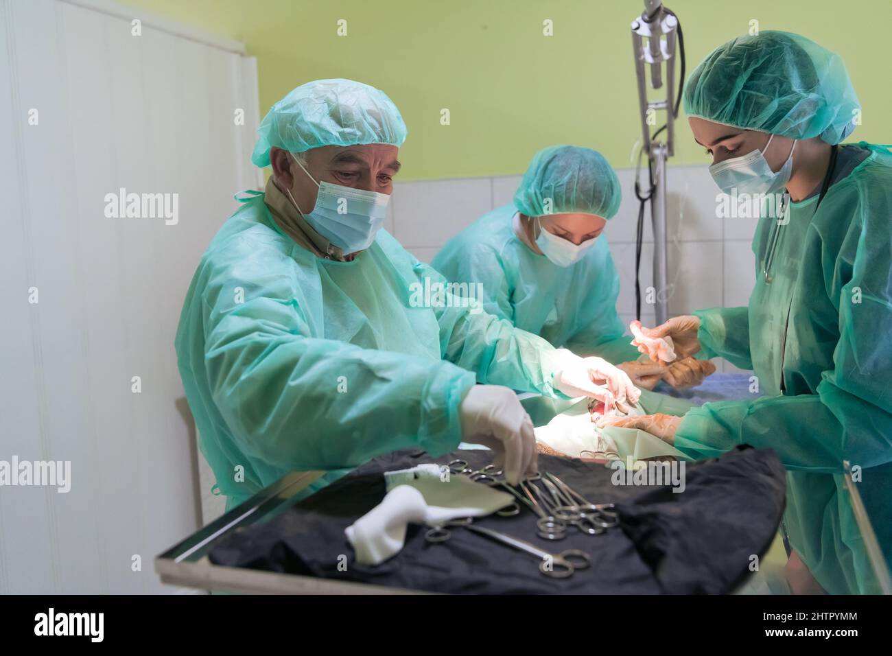 Real abdominal surgery on a cat in a hospital setting Stock Photo - Alamy
