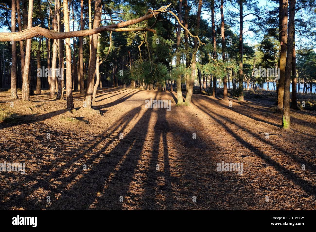Long shadows in woodland on a sunny winterÕs afternoon in Surrey, UK ...
