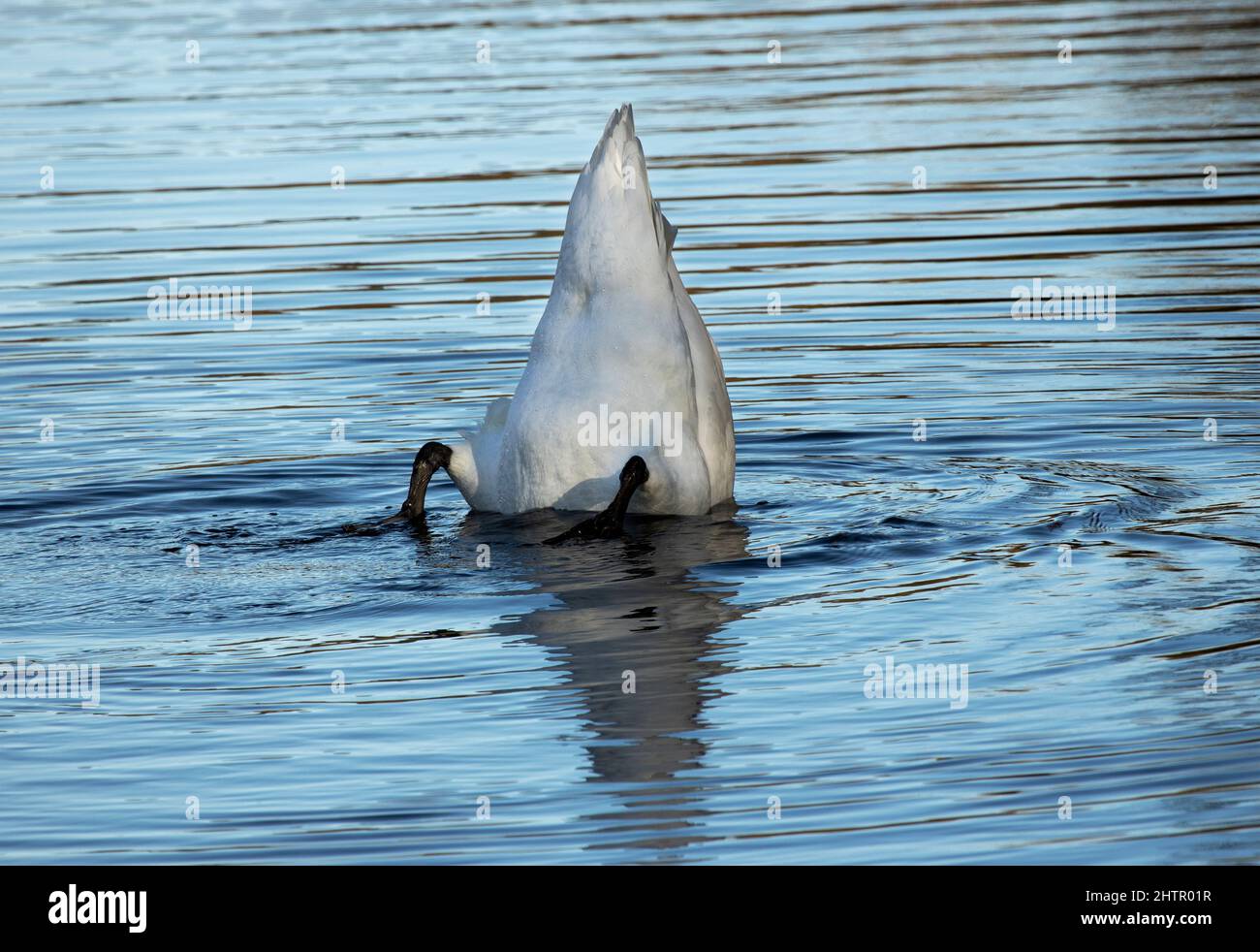 A Mute Swan 'up-ends'. With powerful strokes of its large webbed feet ...