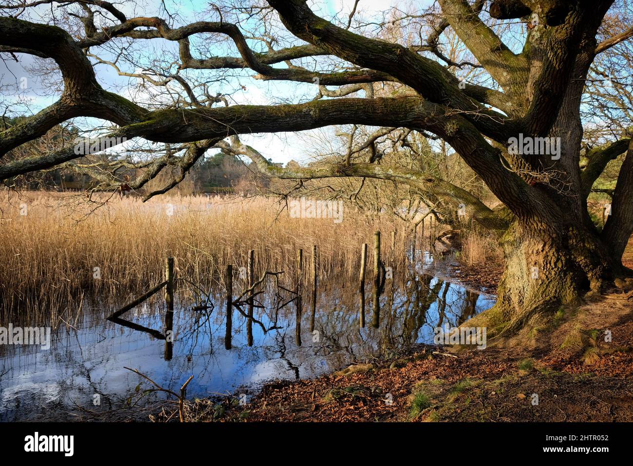 Oak tree on a lake shore on a sunny winterÕs afternoon in Surrey, UK ...