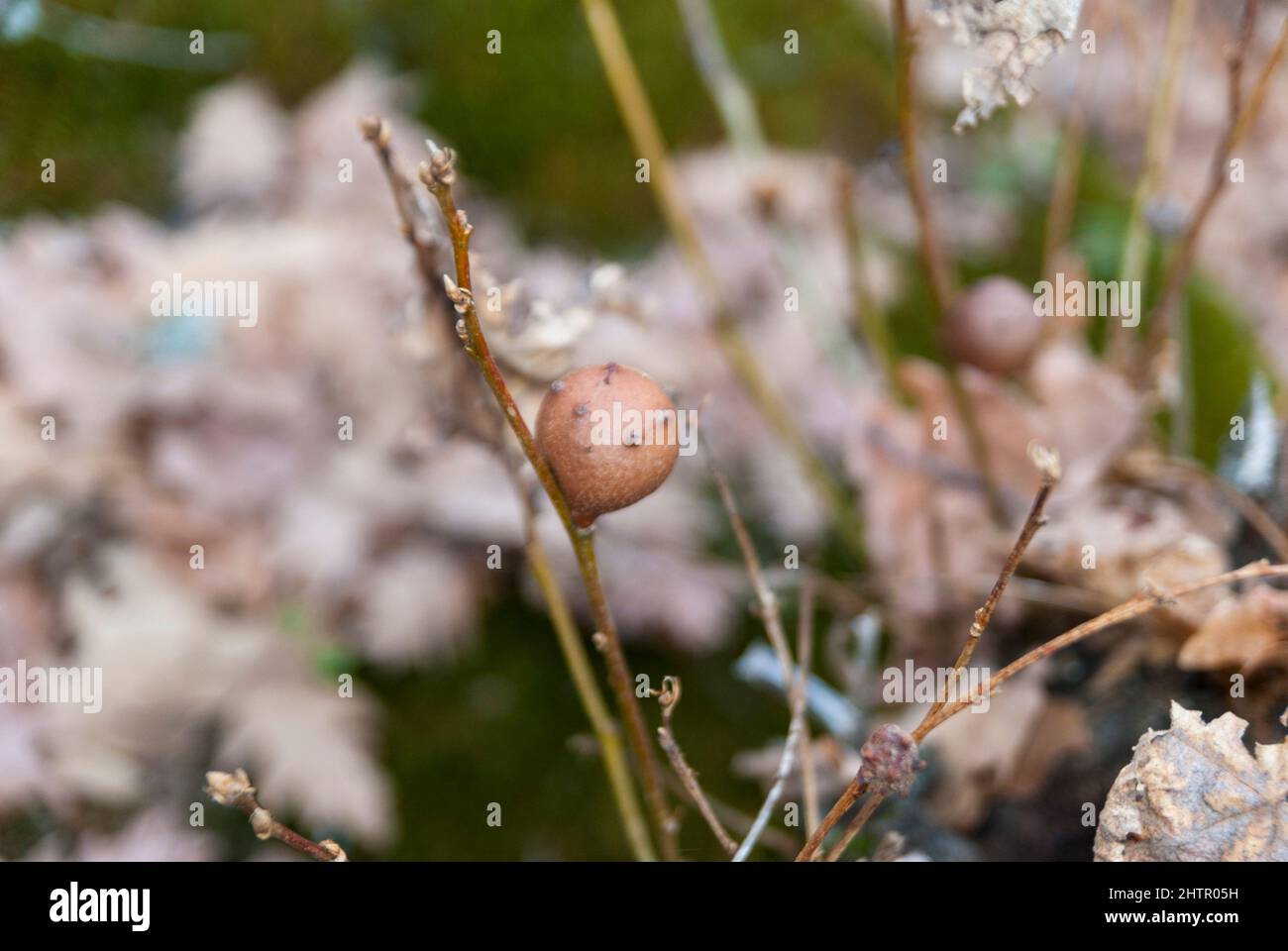 Tree gall hi-res stock photography and images - Alamy