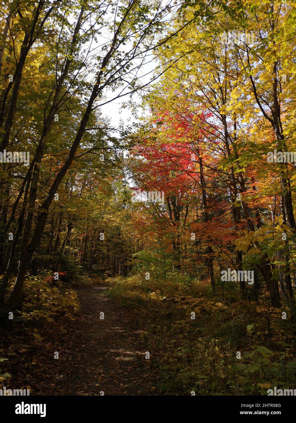 Vertical shot beautiful trail hi-res stock photography and images - Alamy