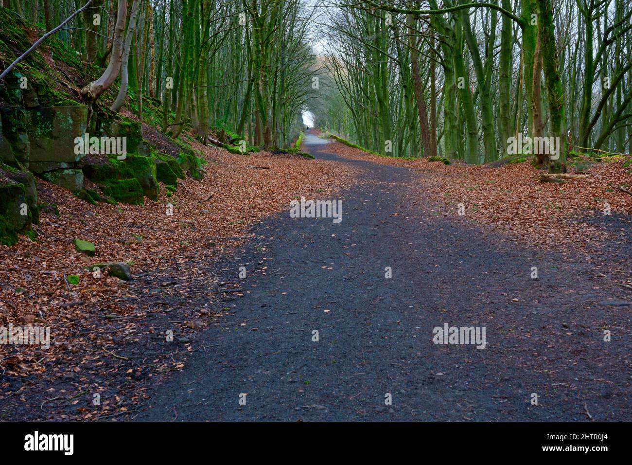Muddy path between the trees up the 1 in 9 Sheep Pasture Incline. a ...