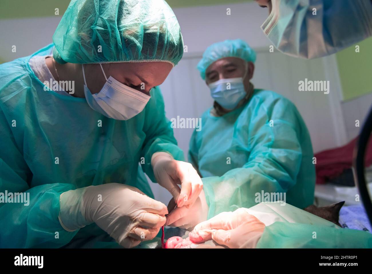 Real abdominal surgery on a cat in a hospital setting Stock Photo - Alamy