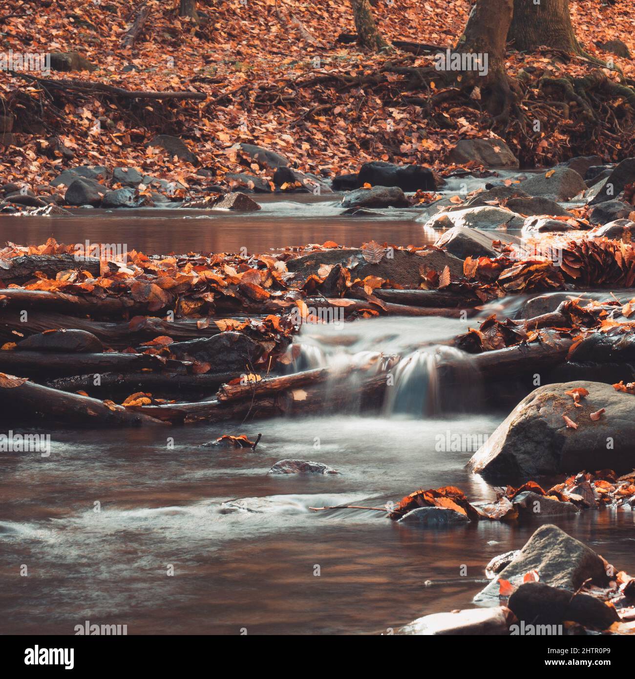 Small stream in a forest in autumn Stock Photo - Alamy