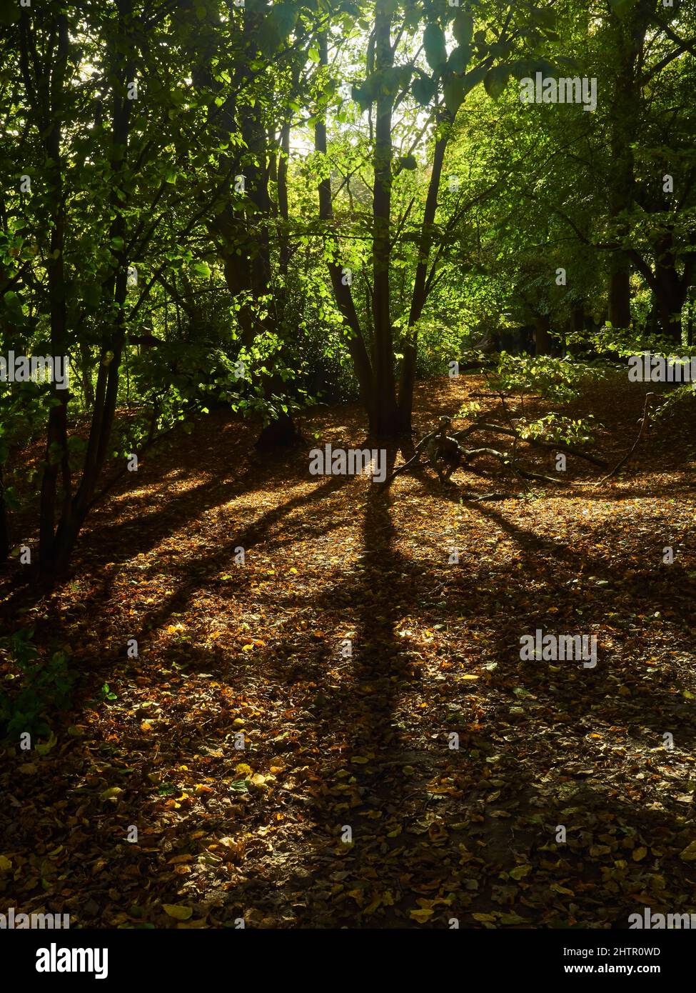 Strong autumn sunlight bursts through a wall of green to cast dappled ...