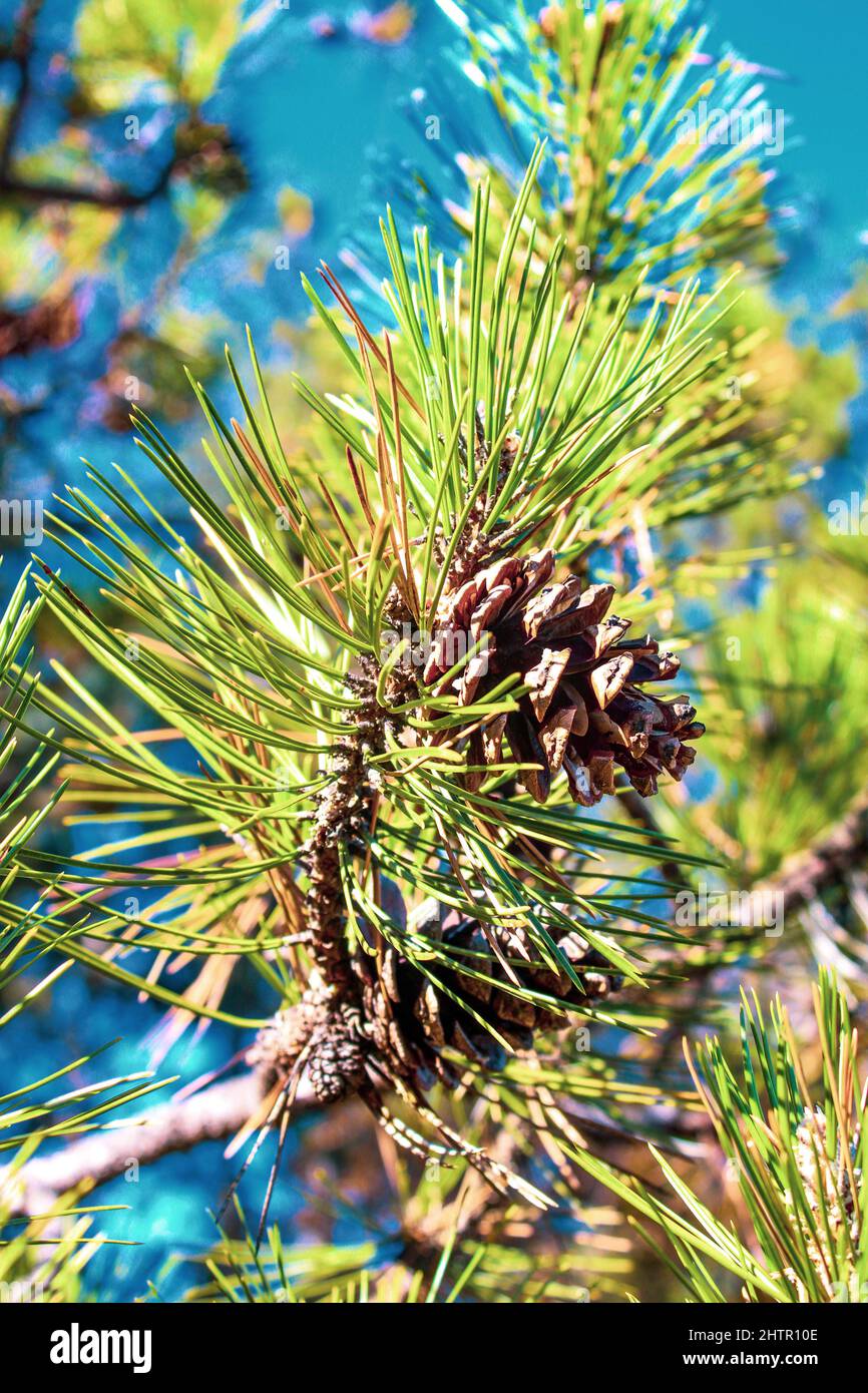 Closeup of cones on a pine tree under the sunshine Stock Photo - Alamy