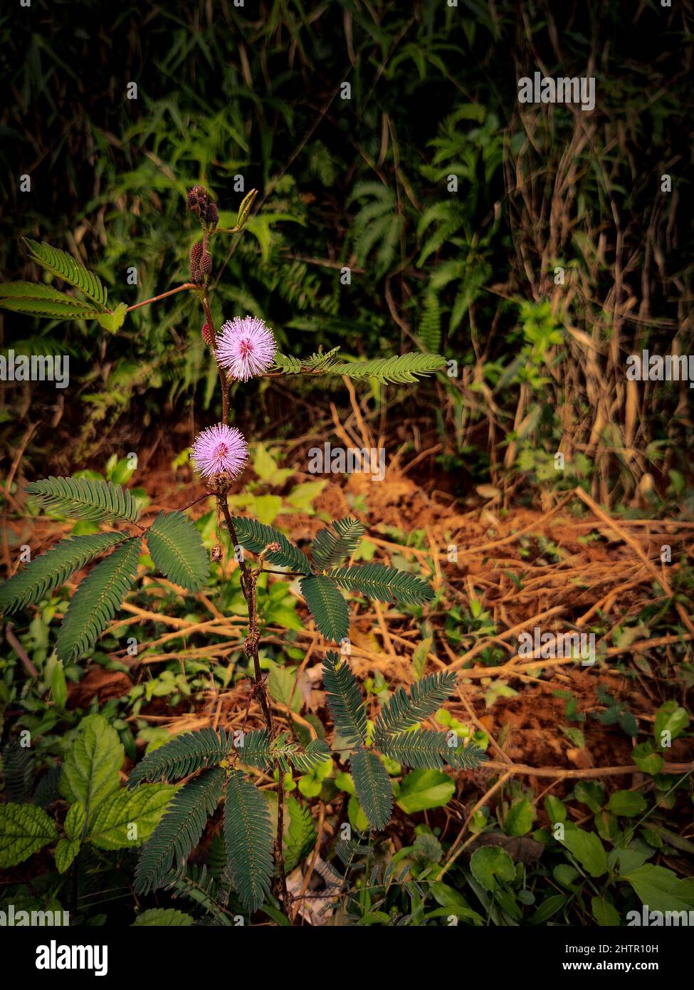 Selective of a sleepy plant in a forest Stock Photo - Alamy
