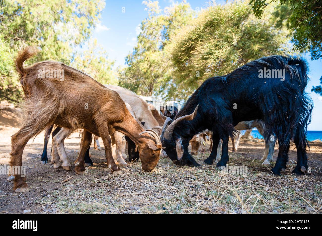 Goats free range hi-res stock photography and images - Alamy