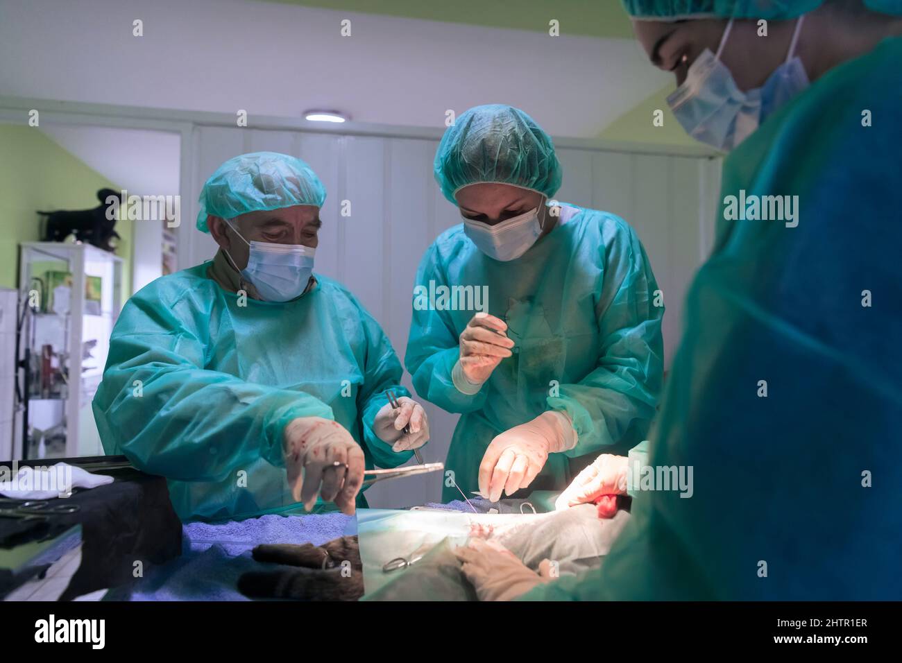 Real abdominal surgery on a cat in a hospital setting Stock Photo - Alamy