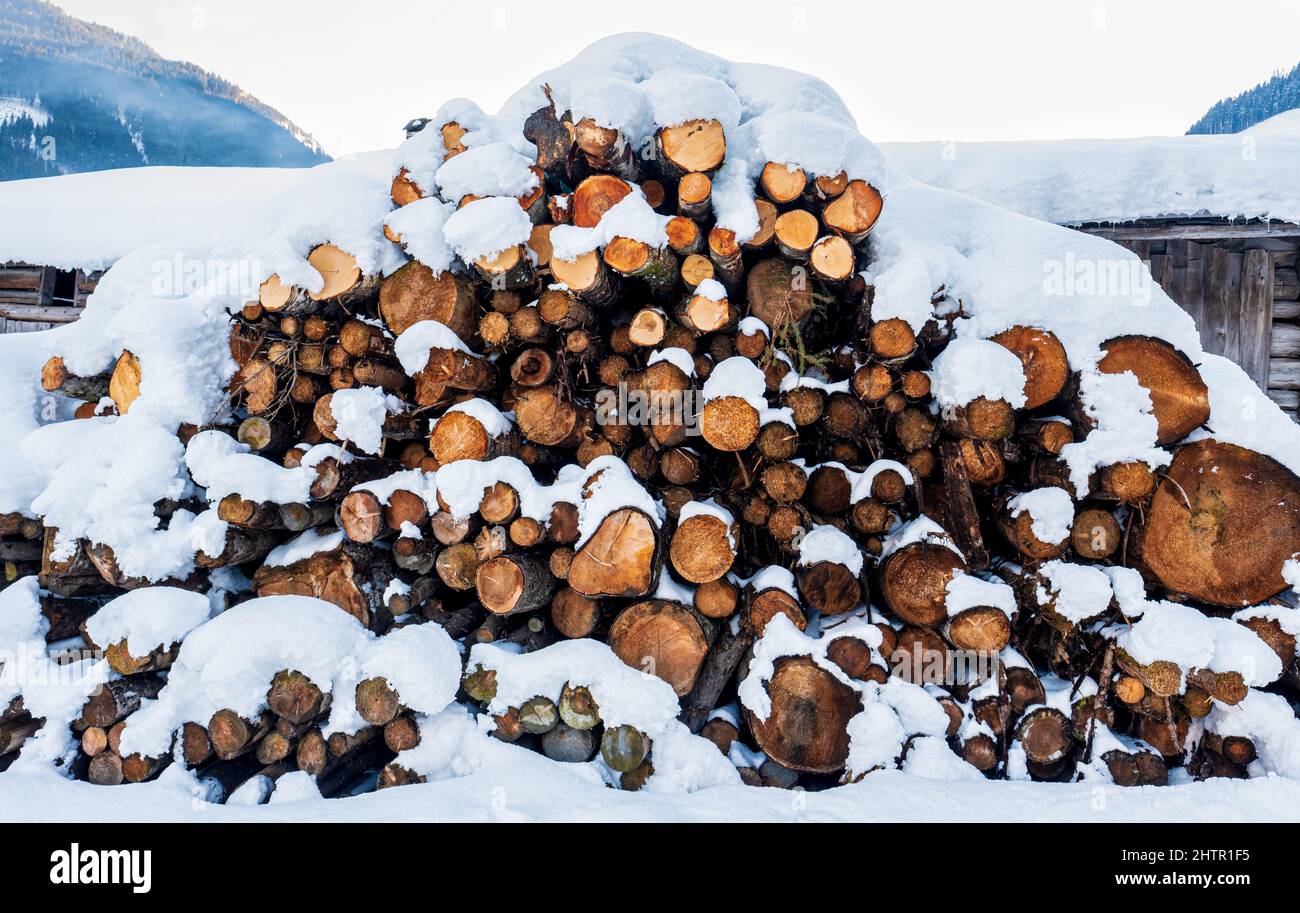 Stacked logs tree trunks covered with snow for timber construction and ...