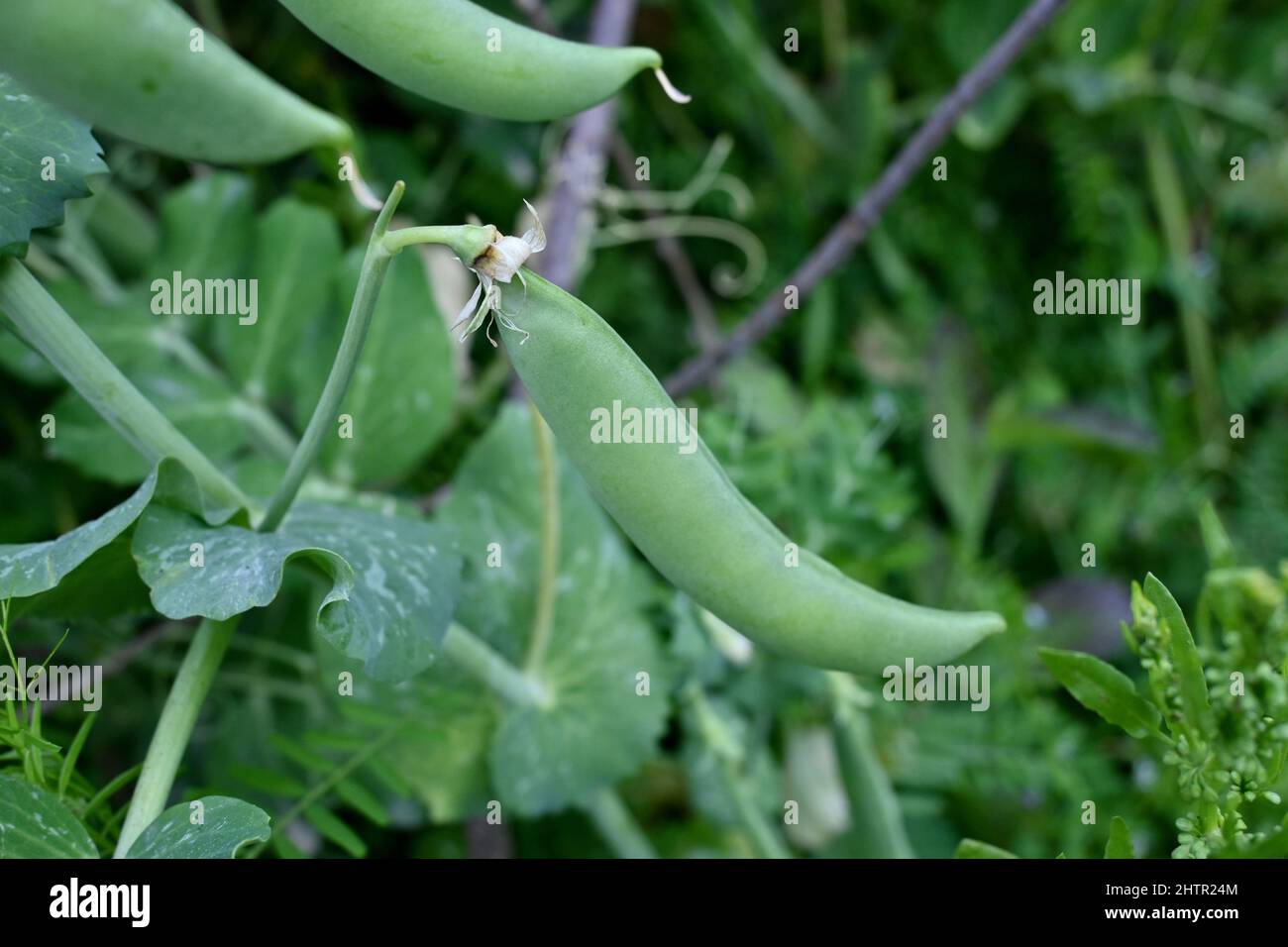 closeup the ripe green peas growing with plant in the farm over out of ...