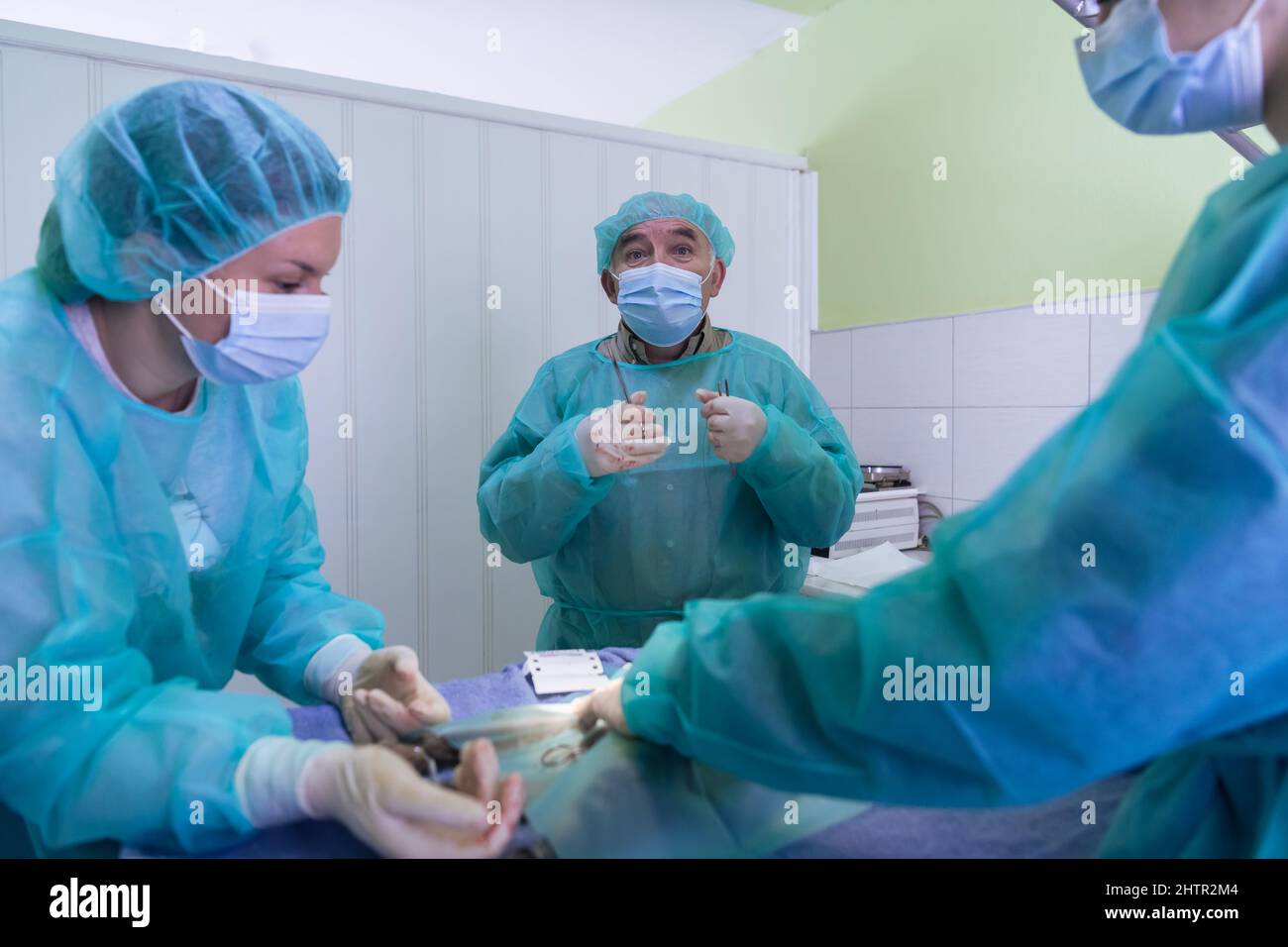 Real abdominal surgery on a cat in a hospital setting Stock Photo - Alamy