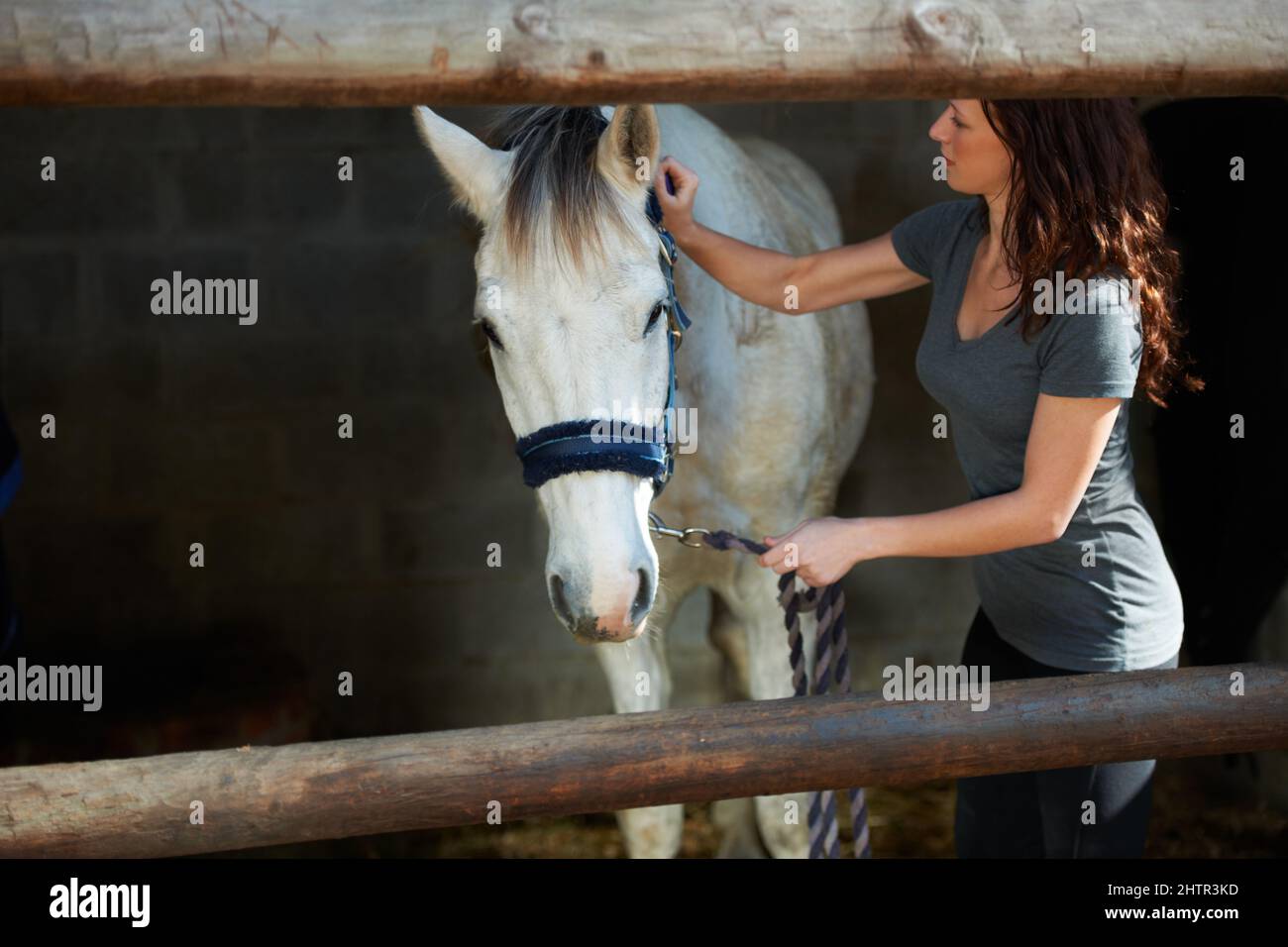Taking care of her horse. A young woman brushing her horse in its ...