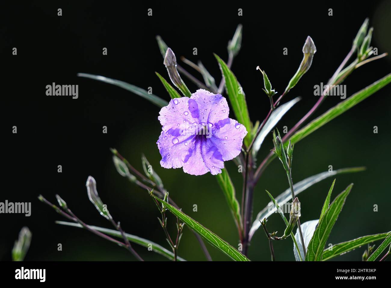 Ruellia tuberosa, also known as minnieroot Stock Photo - Alamy