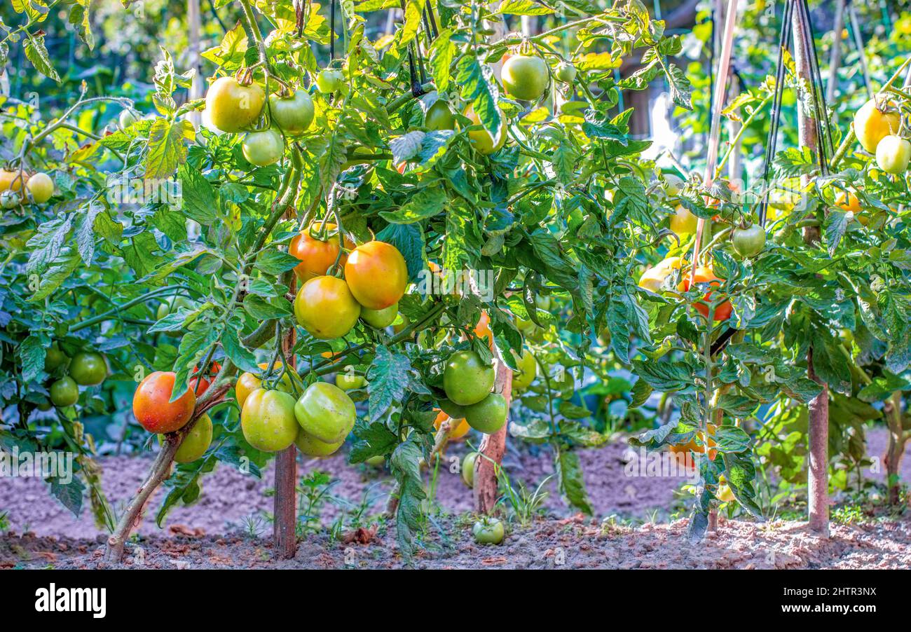 Bunches of tomatoes riders on the branches of the plant Stock Photo - Alamy