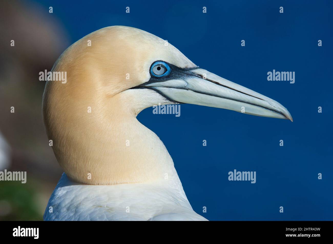 Gannet (Morus bassanus), adult head Stock Photo - Alamy