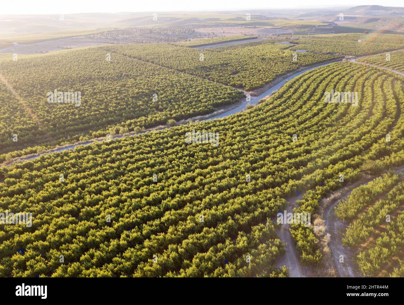 Aerial view peach orchard hi-res stock photography and images - Alamy
