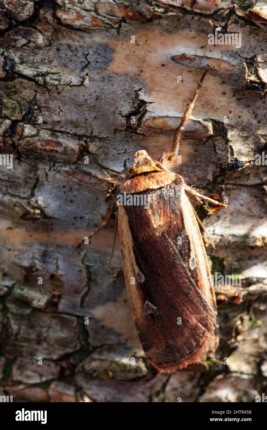 Flame Shoulder (Ochropleura plecta) moth at rest on Silver birch Stock ...