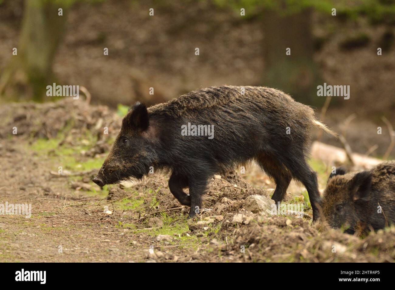 Wild Boars crossing a forest path in the Bergisches Land of Germany ...
