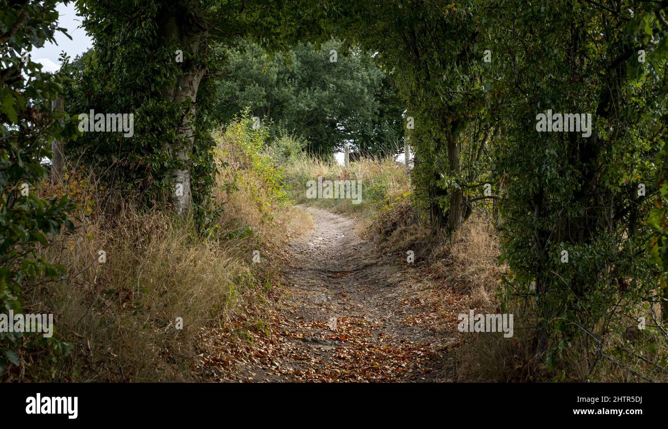 View of a pathway opening in a forest or a park with bushy walls and ...