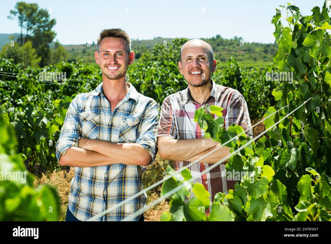 men standing among grapes trees Stock Photo - Alamy