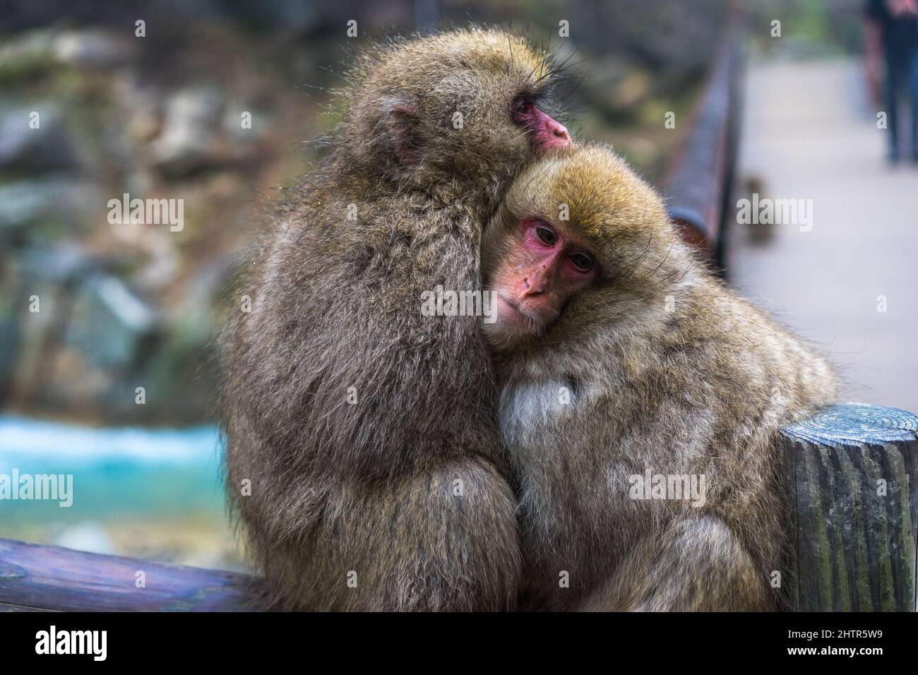 Family onsen hi-res stock photography and images - Alamy