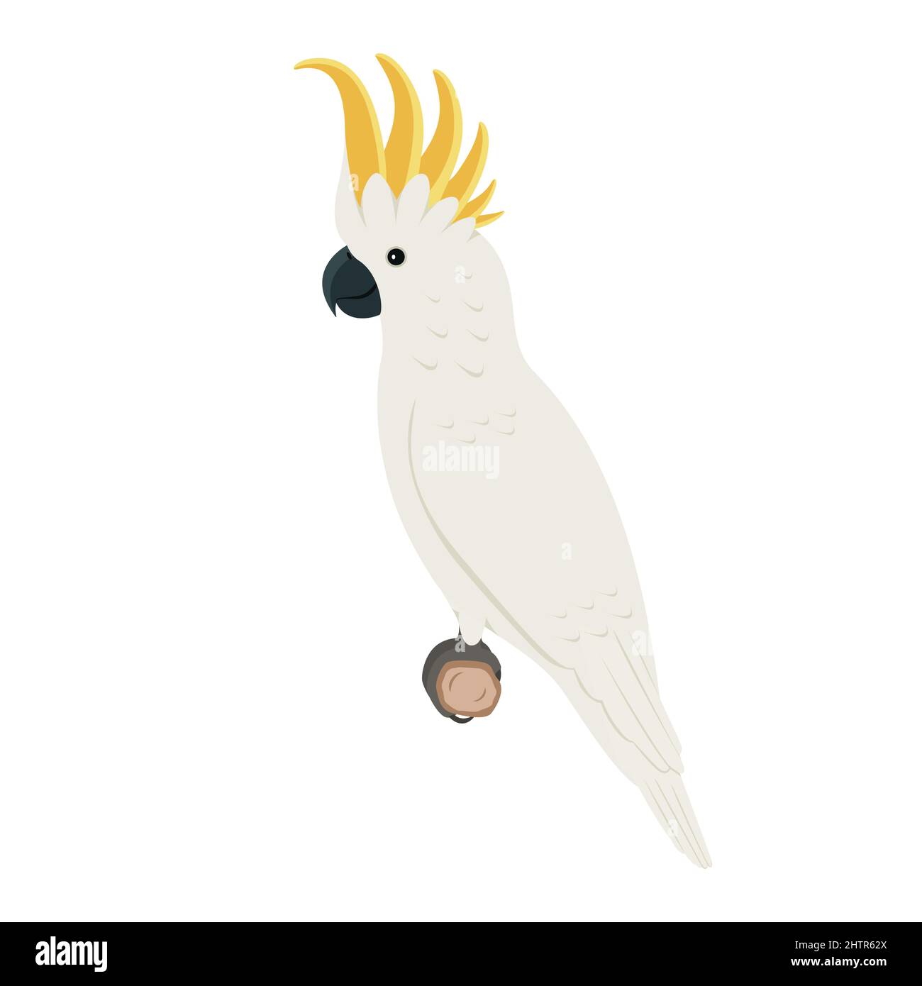 White crested cockatoo Stock Vector Images - Alamy