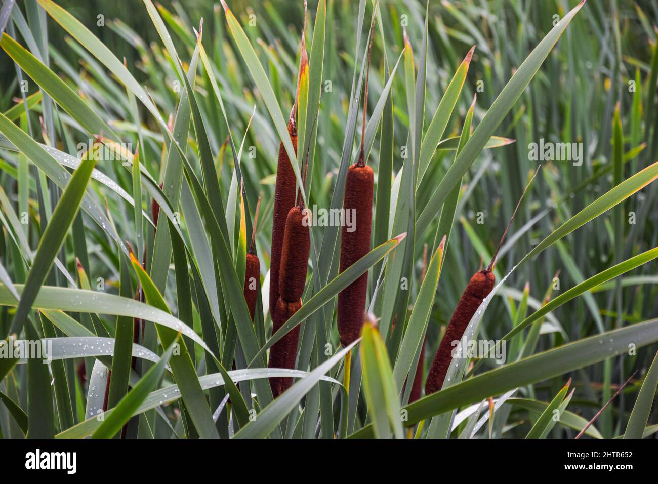 swallow plant growing in Lithuania Stock Photo - Alamy