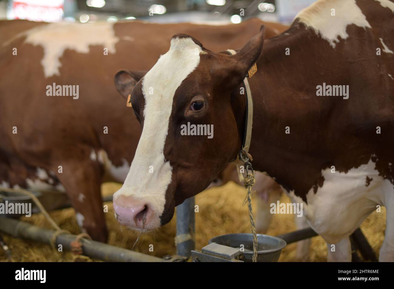 Red de pie hi-res stock photography and images - Alamy