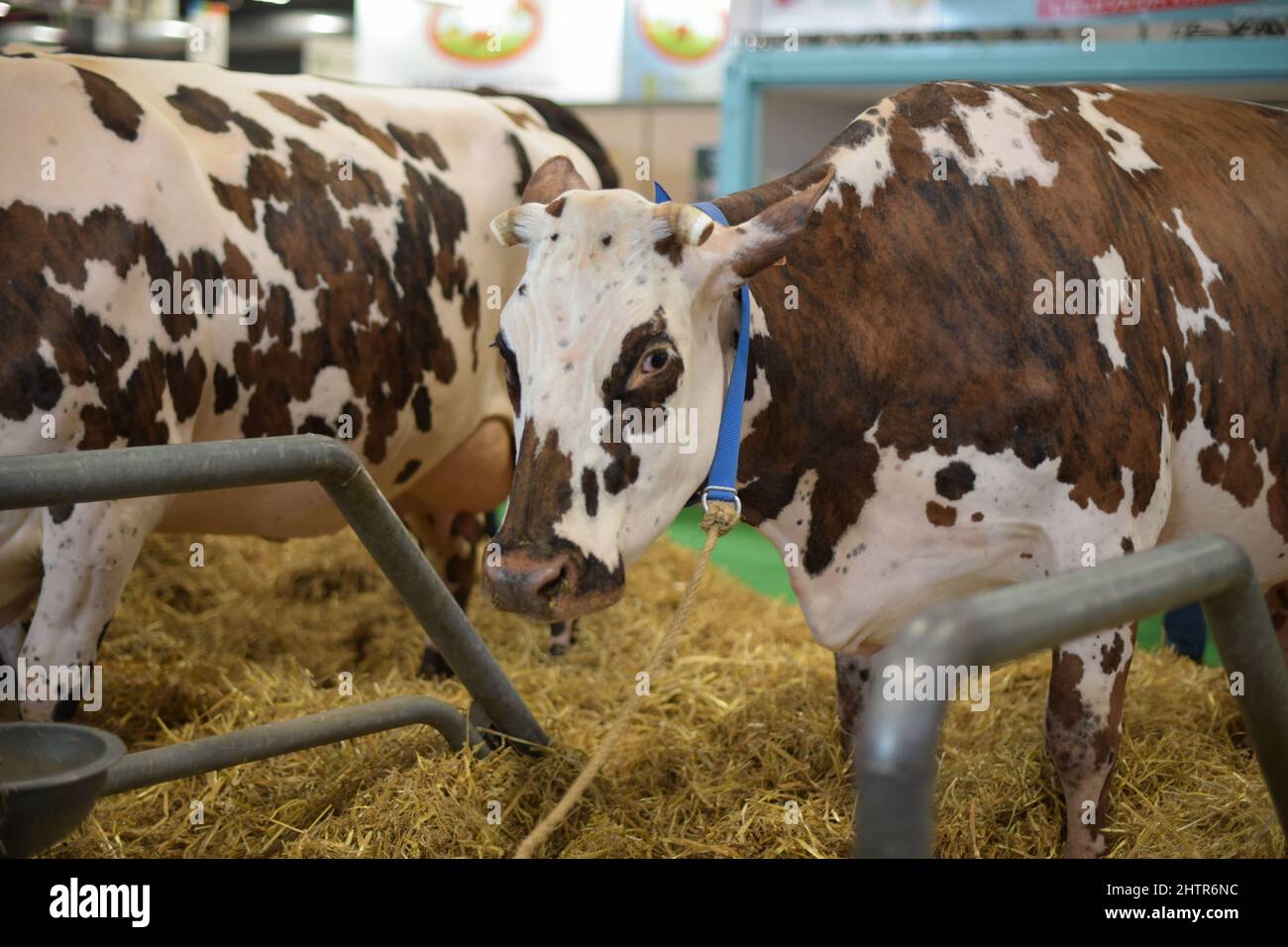 Norman cow hi-res stock photography and images - Alamy