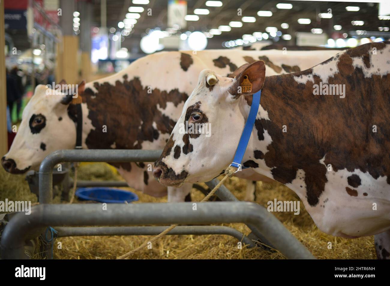 Norman cow hi-res stock photography and images - Alamy