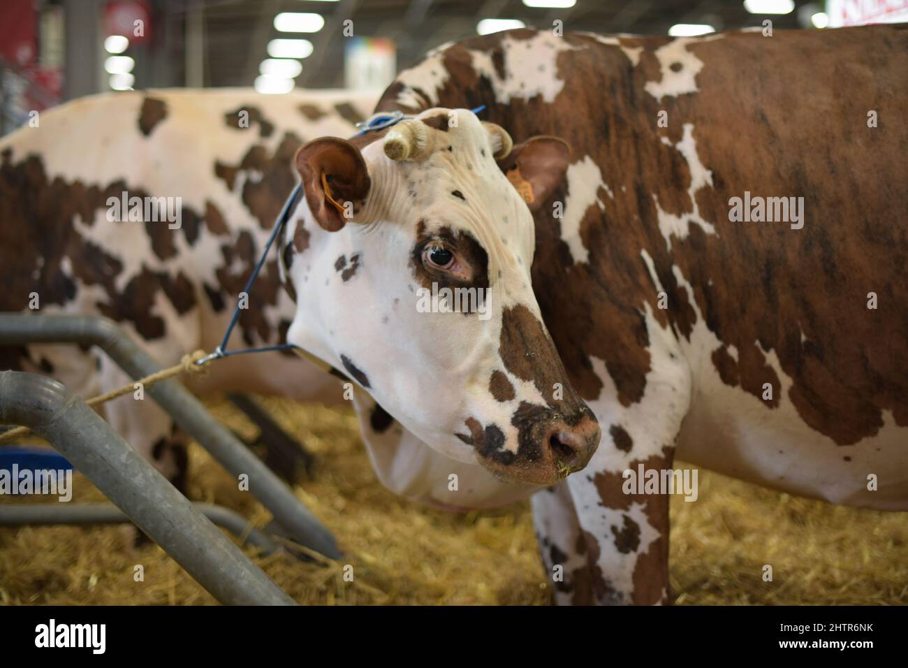 Norman cow hi-res stock photography and images - Alamy